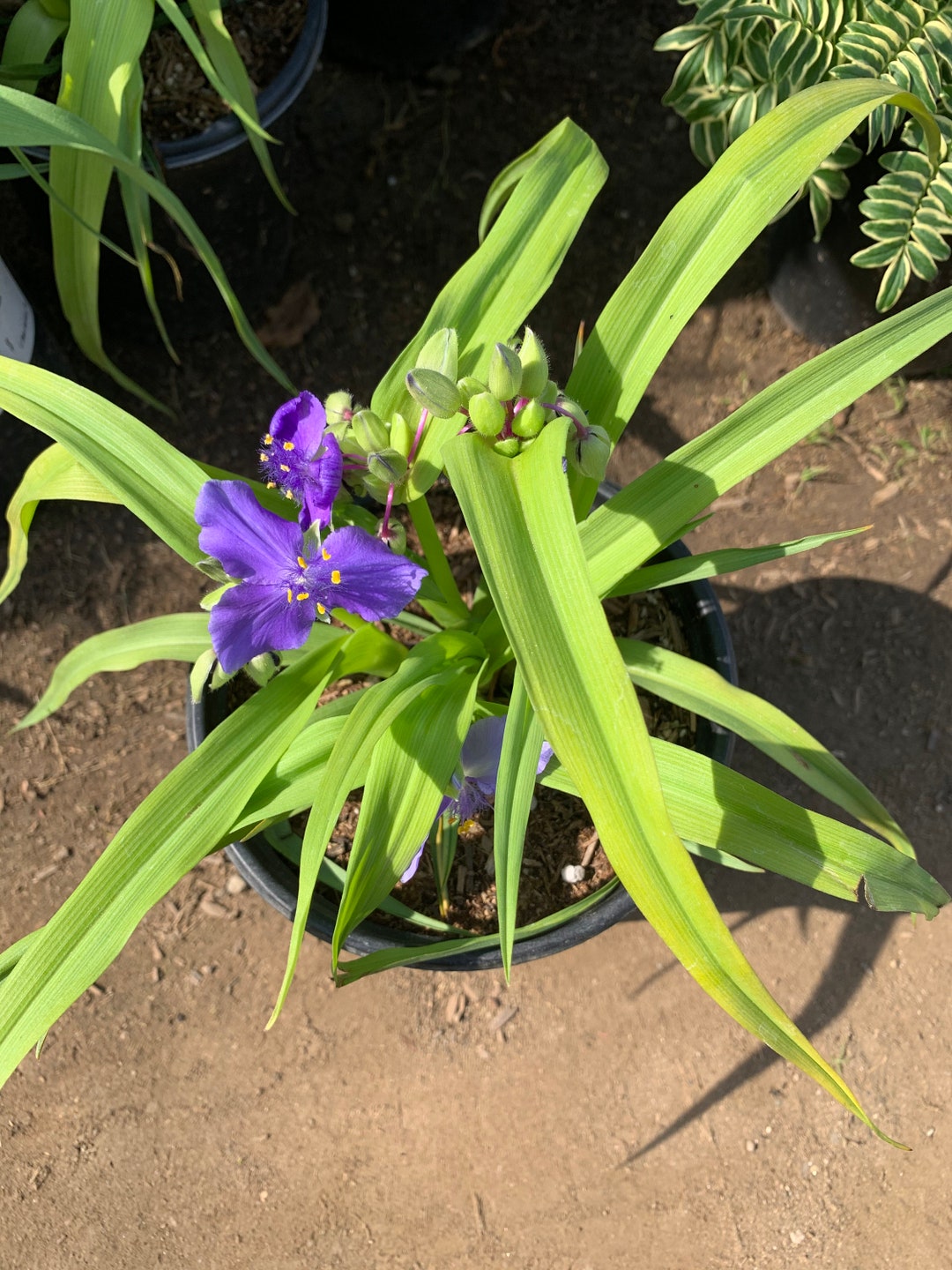 Tradescantia Sweet Kate 1 Live Plant Ship in 6" Pot - Etsy