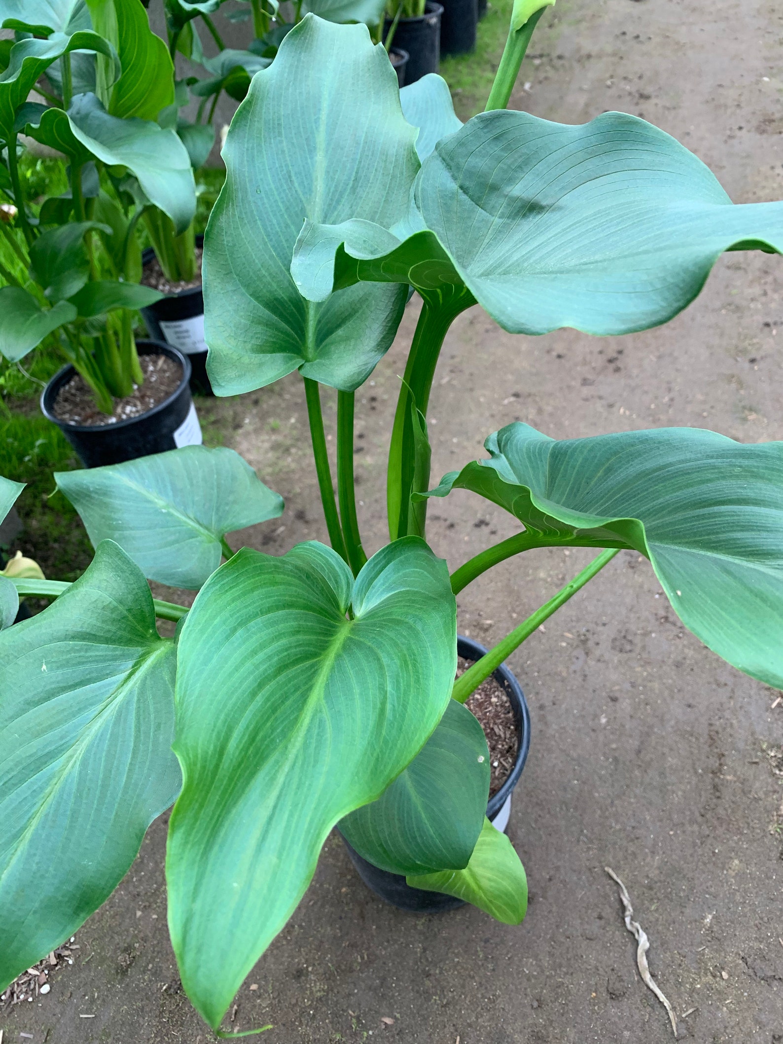 Giant Calla Lily (zantedeschia) 1 Feet Tall 1 Gallon Poy - Etsy