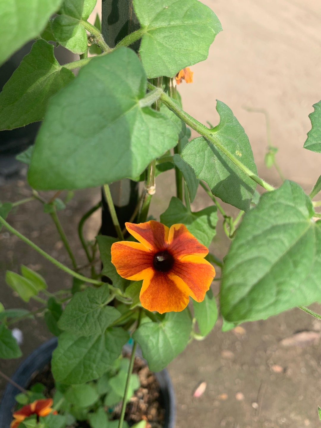 Amber Stripes Thunbergia Alata Vine Live Plant Ship in 6" Pot - Etsy