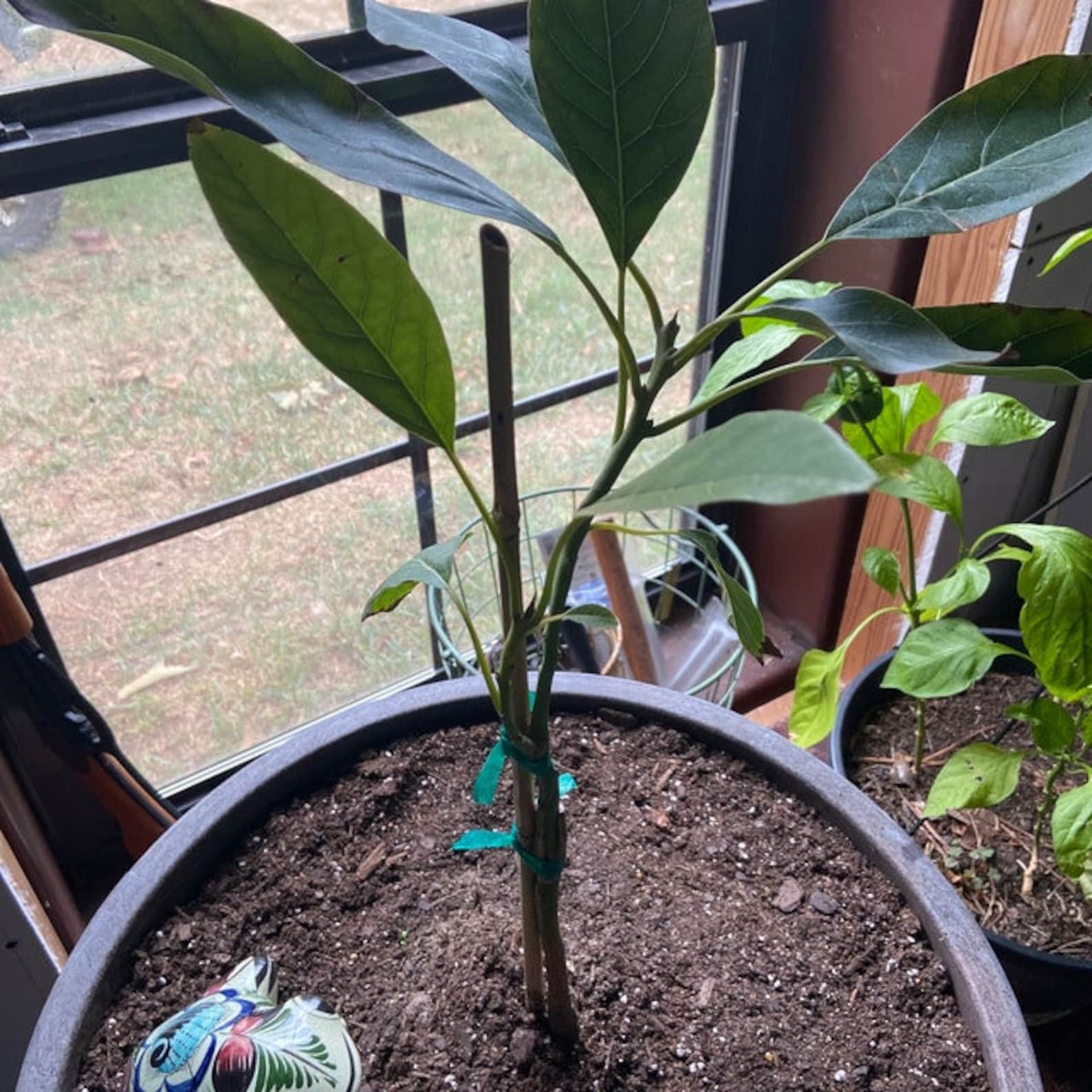 Lamb Hass Avocado Tree- 1 Feet Tall - Grafted Tree - Ship in Plastic ...