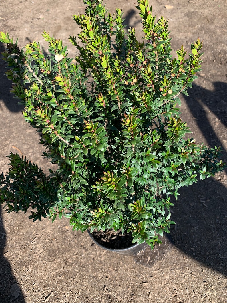 Myrtus Communis Compacta 1 Live Ship in 6" Pot - Etsy