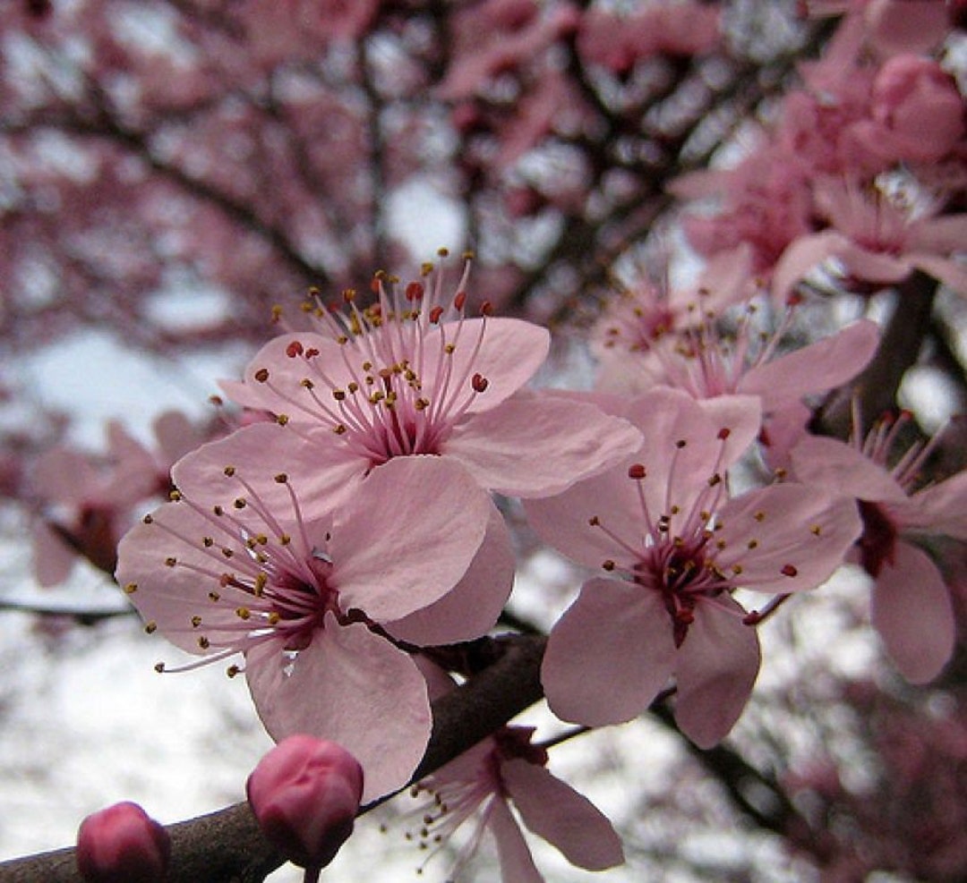 Prunus Cerasifera 'purple Pony' 2 to 3 Feet Tall - Grafted Tree ...