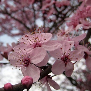 Prunus Cerasifera 'purple Pony' - Purple Pony Flowering Plum- 2 to 3 ...