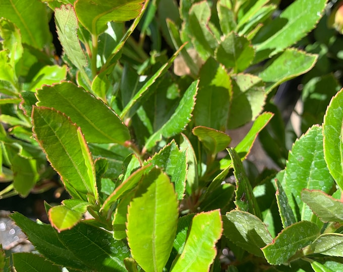 Dwarf Marina Strawberry Tree-1ft Tall Ship in 6" Pot - Etsy