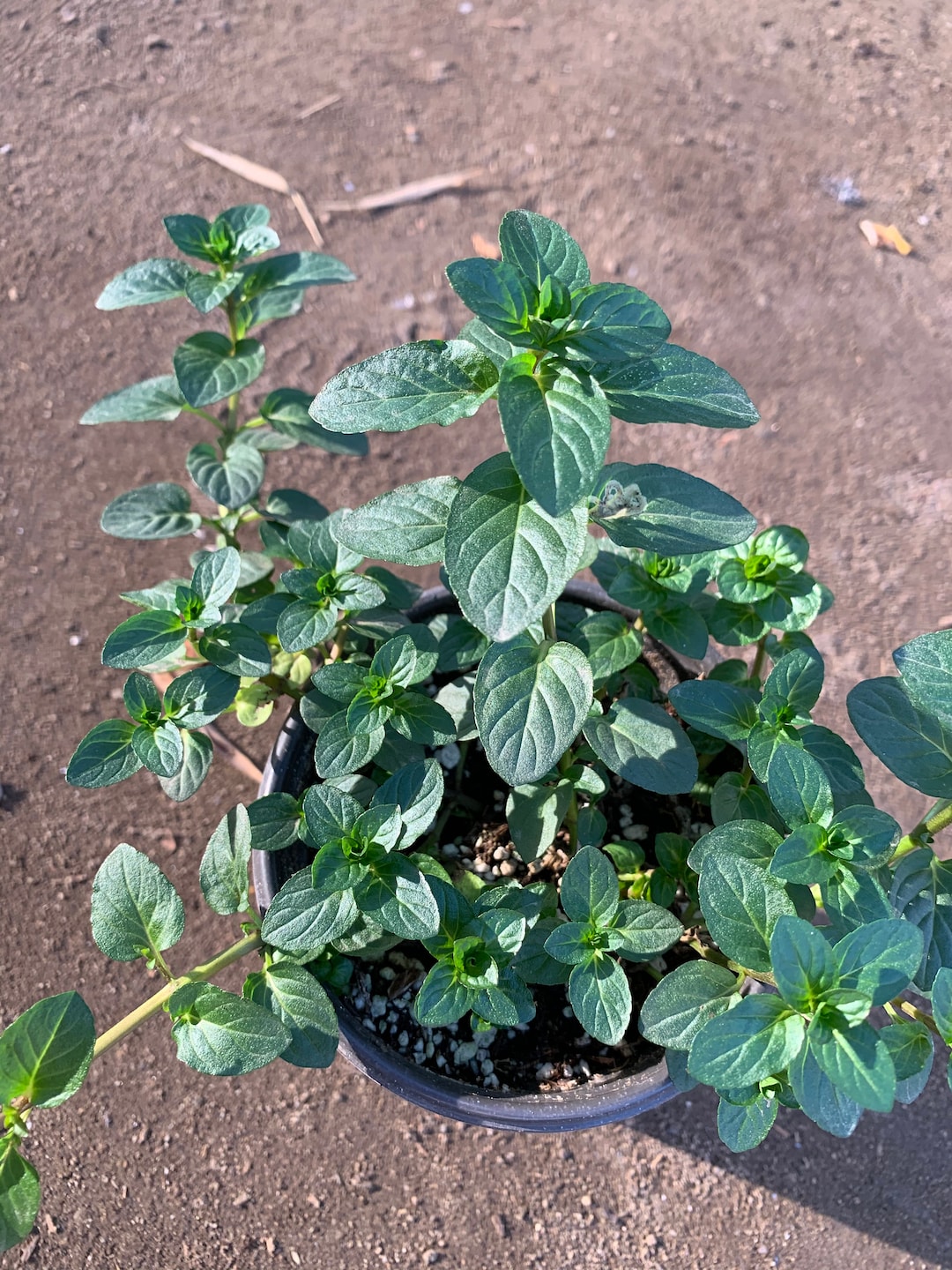 Peppermint-1 Live Plant-3”pot - Etsy