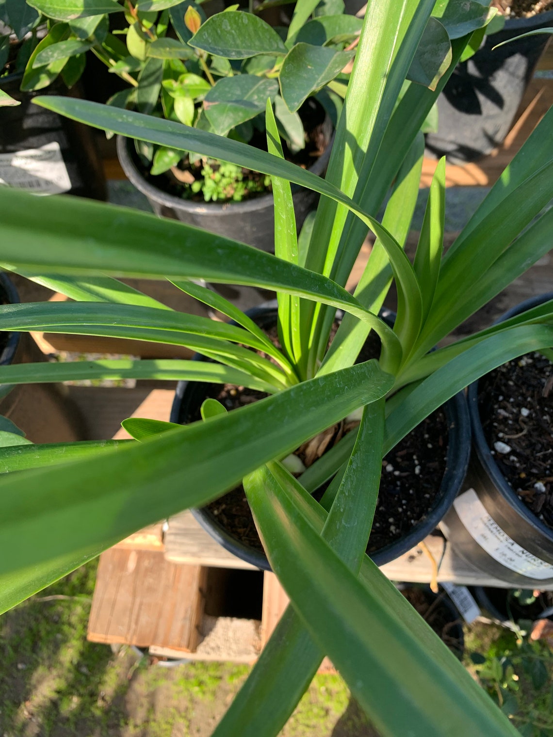Agapanthus Indigo Frost 1 Live Plant Ship in 6 Pot - Etsy