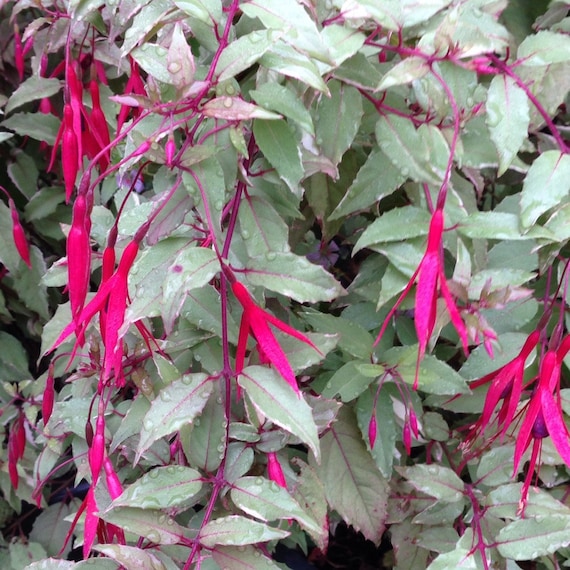Fuchsia Magellanica versicolor Live Plant 6 Pot - Etsy
