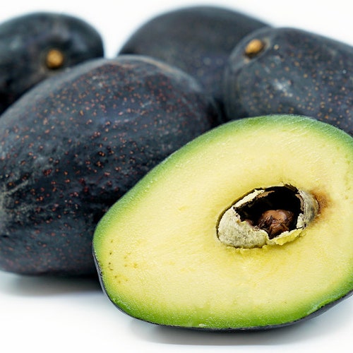 Nabal Avocado Tree 1 Feet Tall Grafted Tree Ship in - Etsy