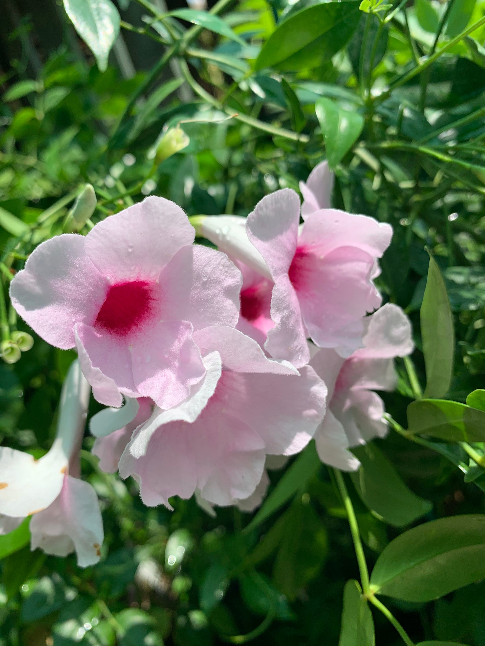 Pandorea Jasminoides Rosea Live Plant 2 Ft in 6 Pot. | Etsy