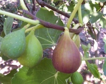 Flanders Fig - Live Plant 2ft Tall Ship in 6” Pot - Etsy