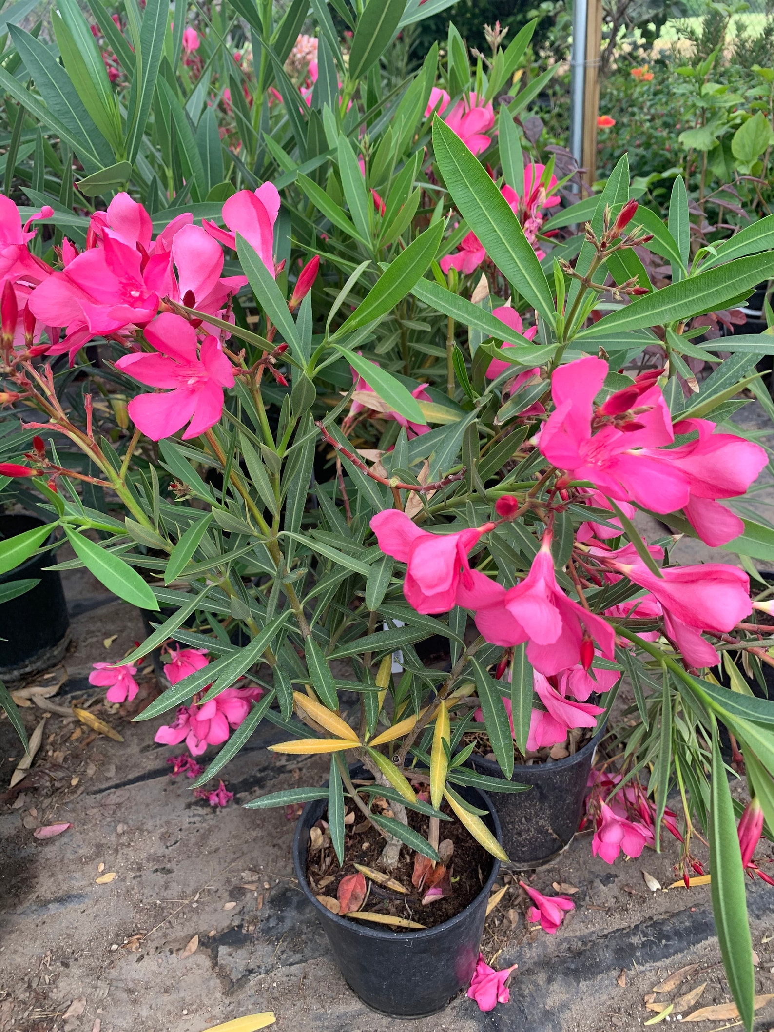 Nerium Oleander Hardy Pink 1 Live Plant Ship in 6" Pot - Etsy