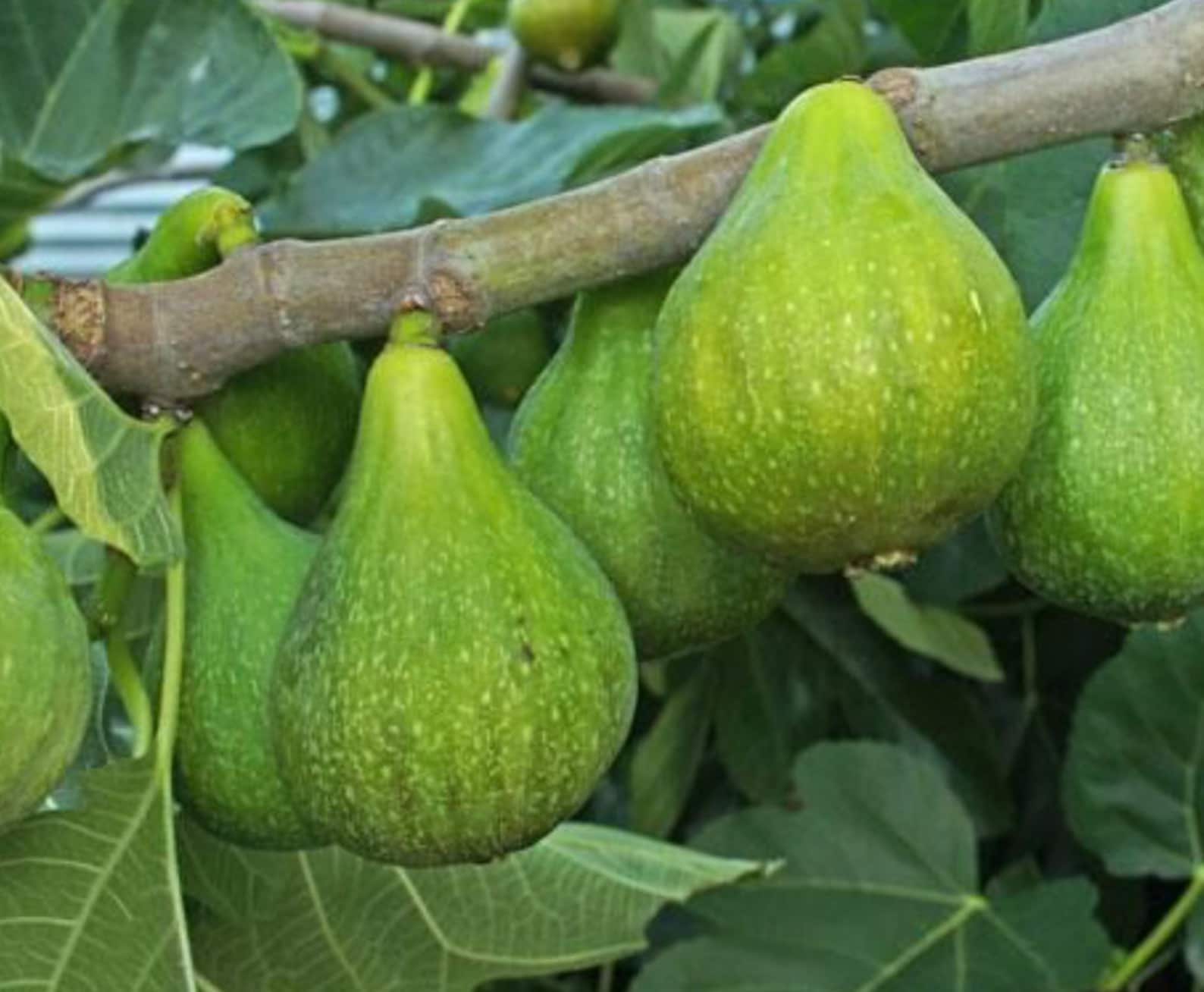 Fig desert King Live Plant 1-2ft Tall Ship in 6 Pot - Etsy