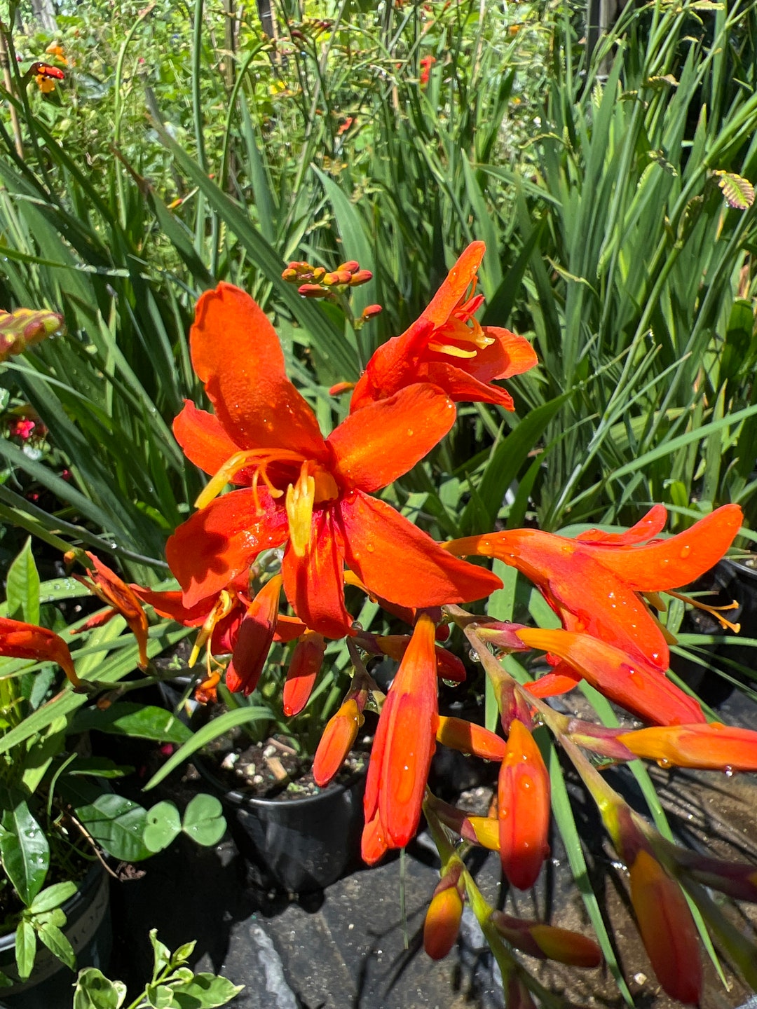 Crocosmia pink Carmin 2ft Tall Ship in 1gal Pot - Etsy