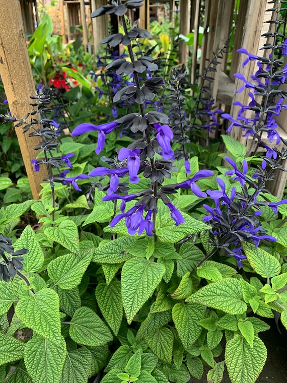 Salvia black & Bloom 1 Live Plant Ship in 6 Pot - Etsy