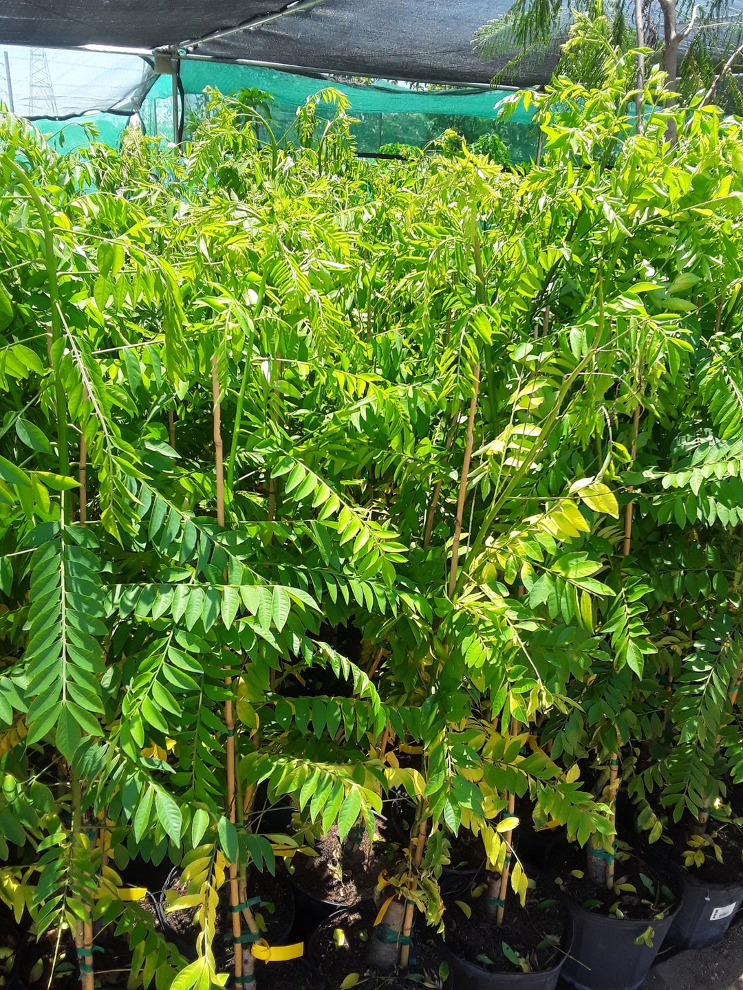 Red Spanish/hog Plum, Ciruela, Jocote Rojo, Mombin Tree - 2 to 3 Feet ...