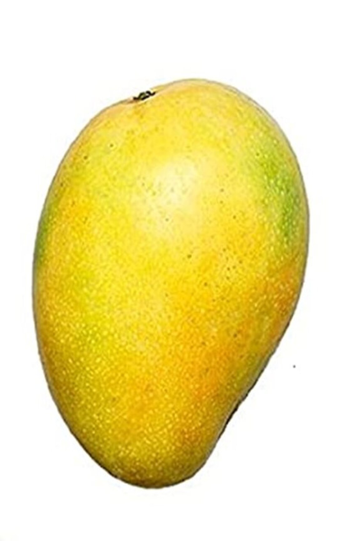 Lemon Meringue Mango Tree - Grafted Tree - 1 Feet Tall -grafted - Ship ...