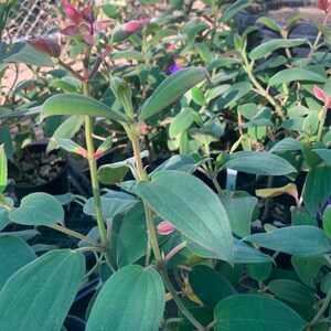 Princess Flower-tibouchina Urvilleana 1 Feet Tall Ship in Ship in 6 ...