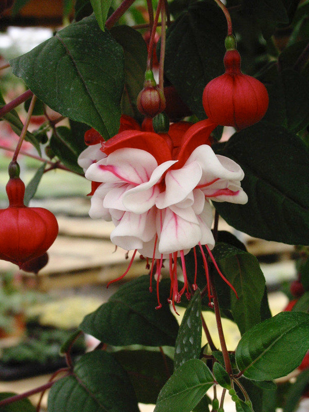 Fuchsia Trailing White Eyes 1 Live Plant 1 Gallon Pot - Etsy