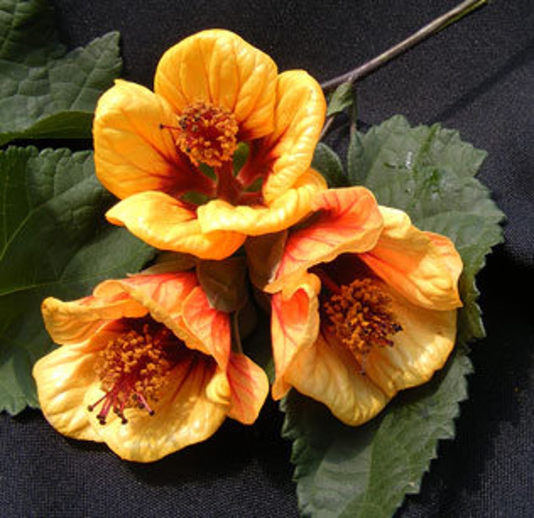 Abutilon 'painted Bells' 1 Live Plant 1-2ft Tall Ship in 6” Pot - Etsy