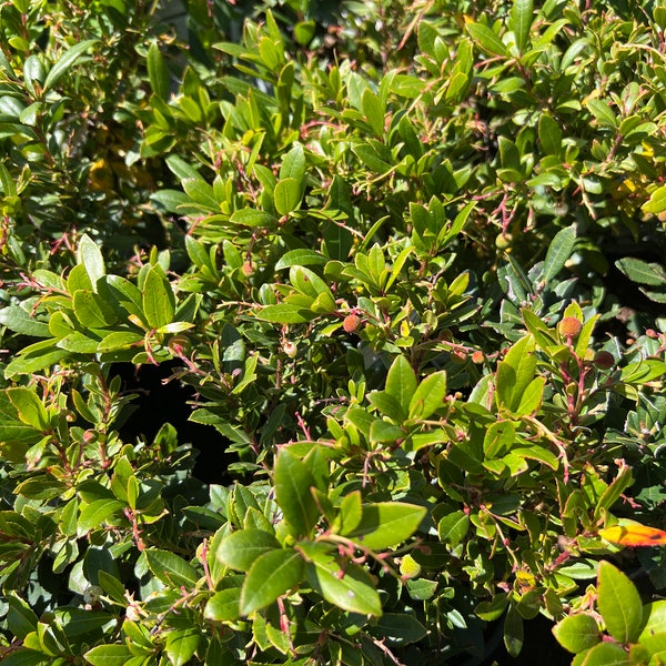 Strawberry Tree - Etsy