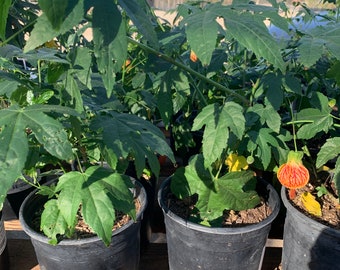 Abutilon Tiger Eye Plant Flowering Maple Small Rooted Live Starter ...