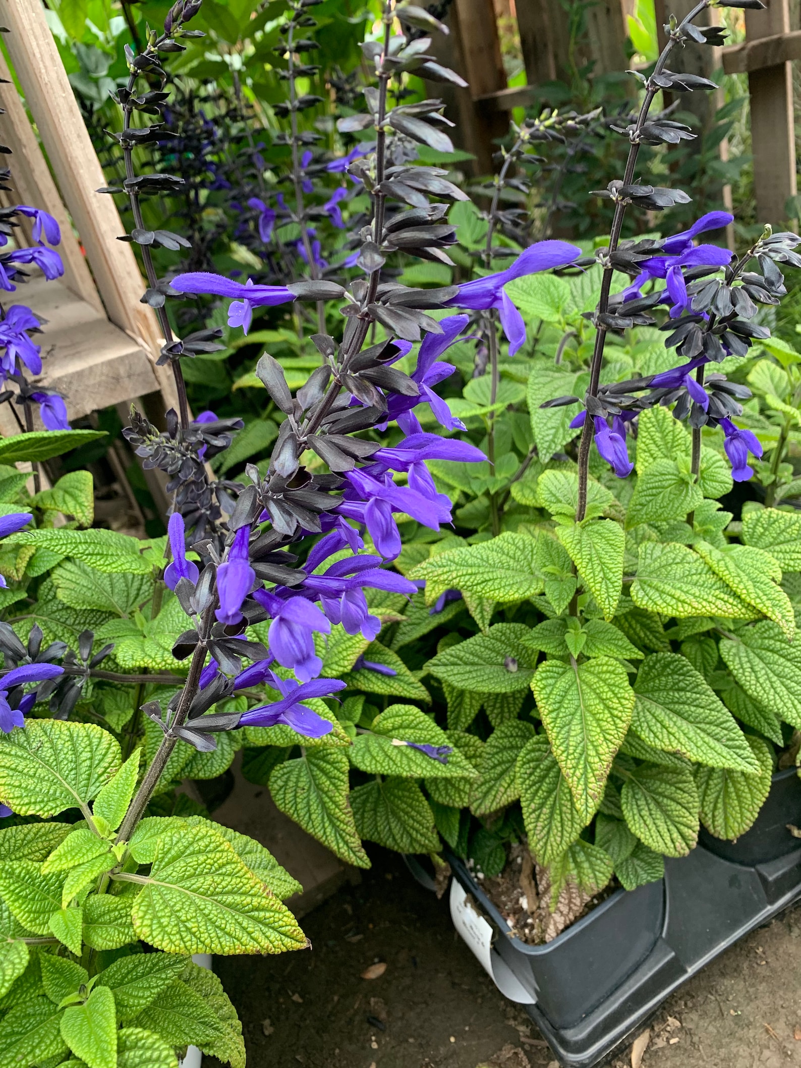 Salvia black & Bloom 1 Live Plant Ship in 6 Pot - Etsy
