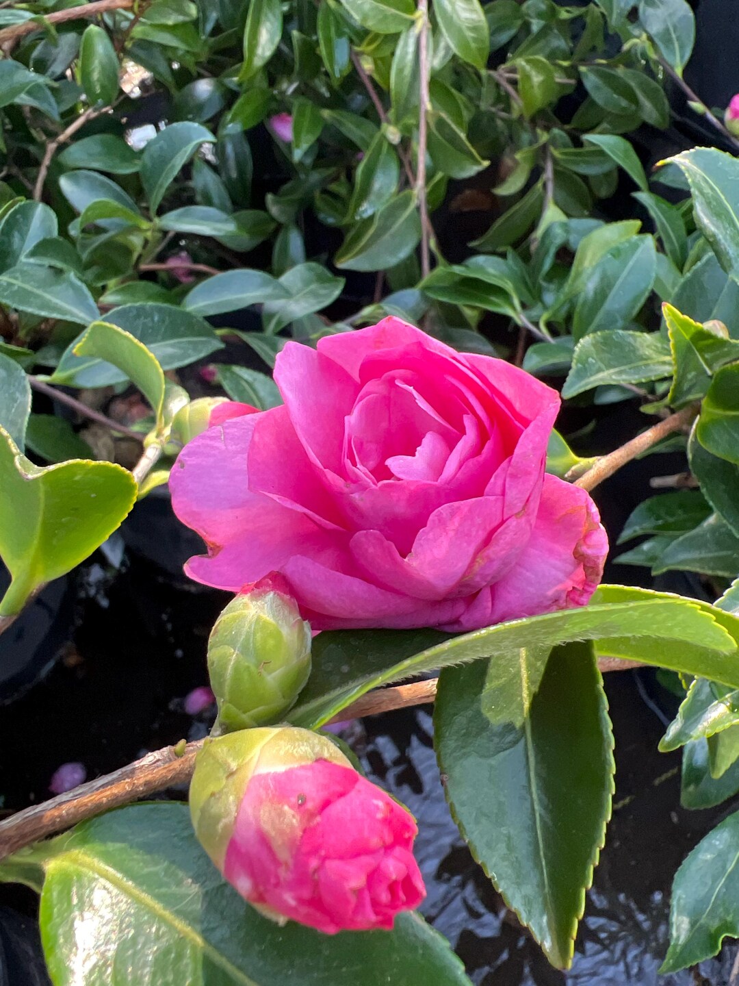 Camellia ‘chansonette’ 1ft Tall, 6” Pot - Etsy