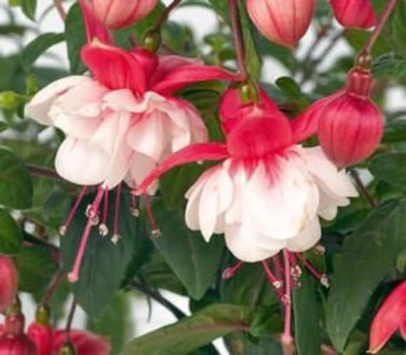 Fuchsia Swingtime 1 Live Plant Ship in 6 Pot - Etsy