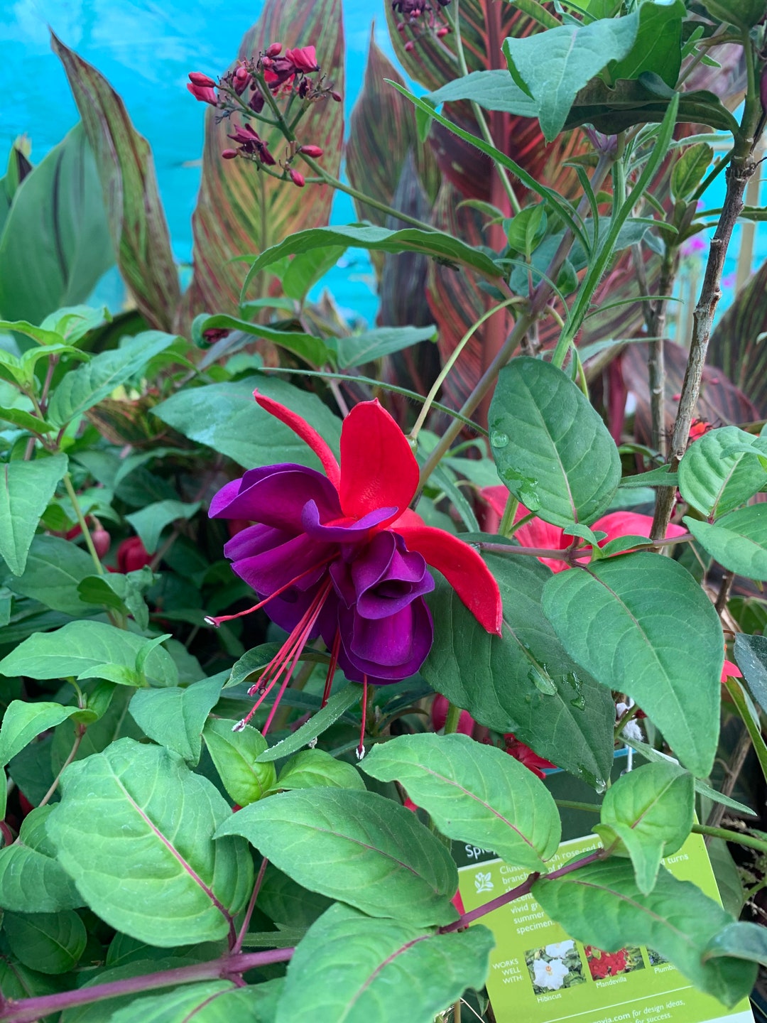 Fuchsia Giant Voodoo 1 Live Plant Ship in 6" Pot - Etsy