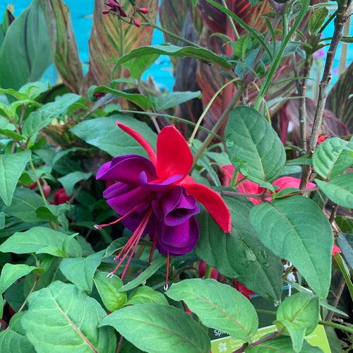 Fuchsia Voodoo 1 Live Plant Ship in 6 Pot | Etsy