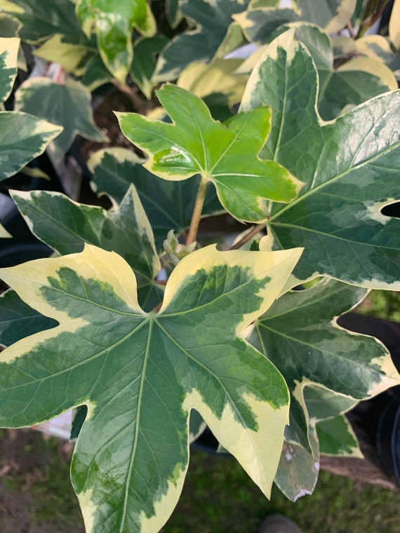 Fatshedera angyo Star Tree Ivy Live Plant Ship in 6 | Etsy