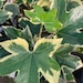 Fatshedera ‘angyo Star’ Tree Ivy Live Plant Ship in 6" Pot - Etsy