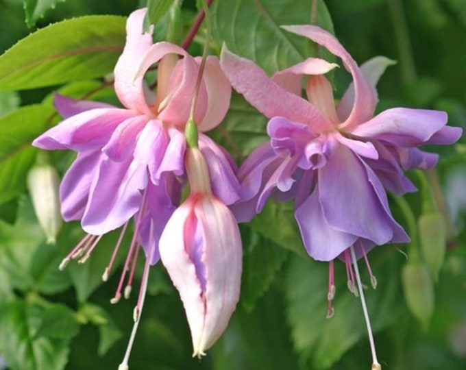 Fuchsia First Love 1 Live Plant Ship in 6" Pot - Etsy