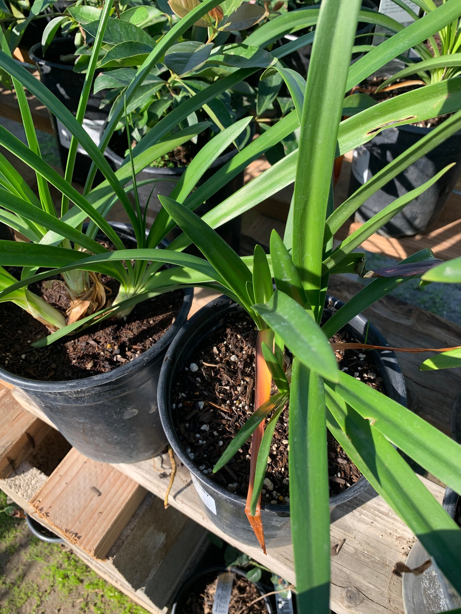 Agapanthus Indigo Frost 1 Live Plant Ship in 6 Pot - Etsy