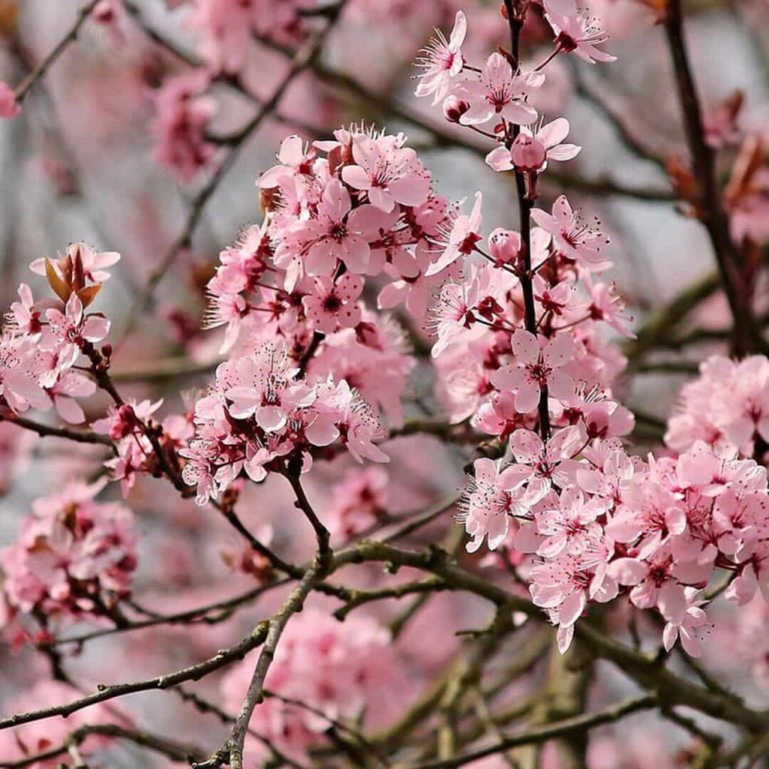 Flowering Almond Hall's Hardy - 3 to 4 Feet Tall - Ship in 3gal Pot - Etsy
