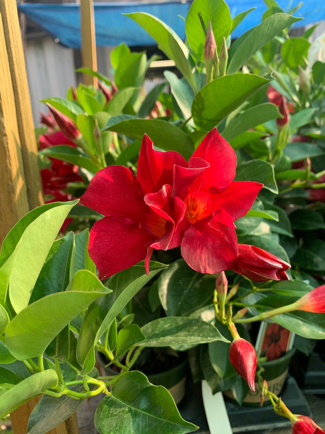 Red Mandevilla 1 Live Plant 4” Pot - Etsy