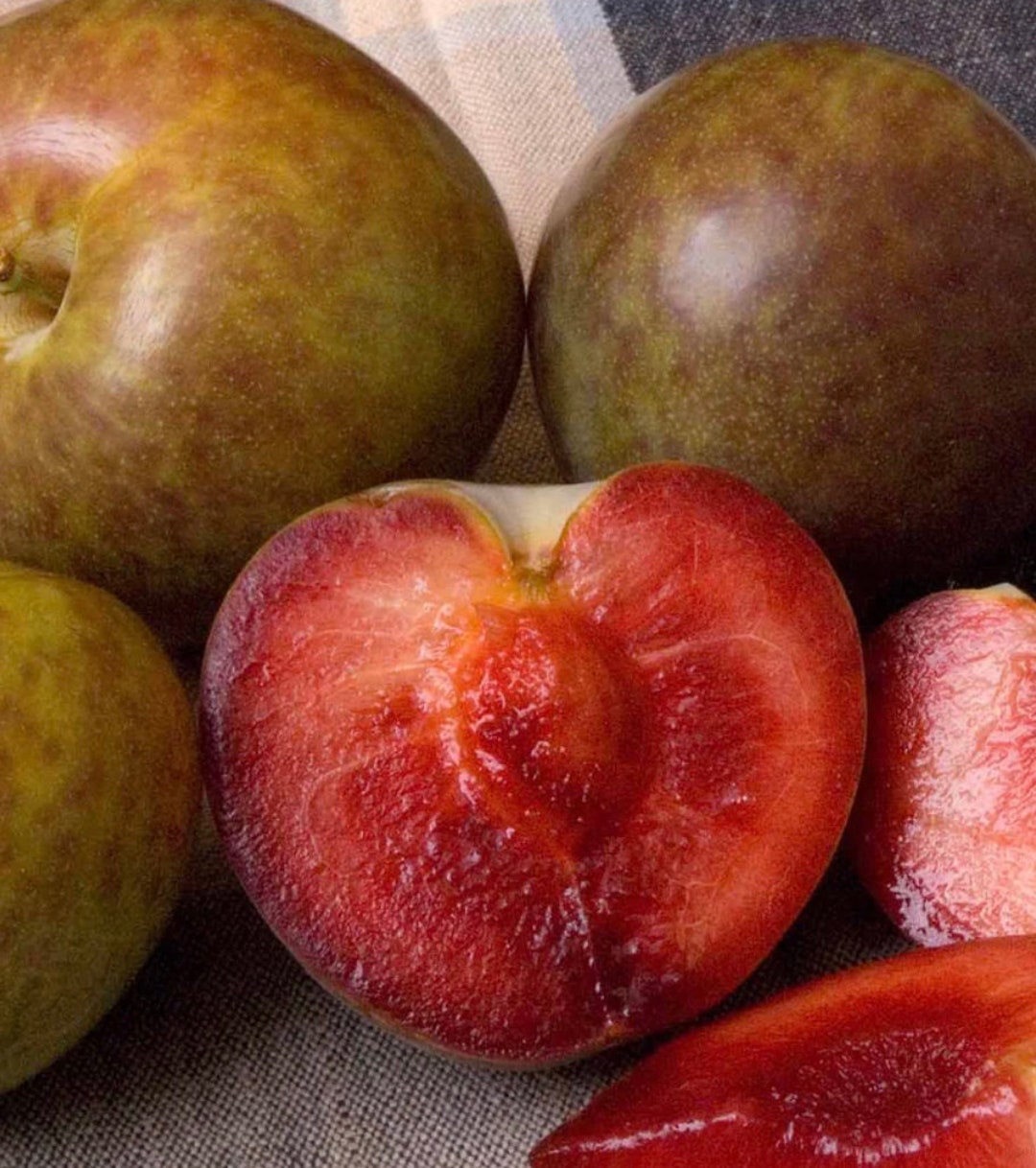 Pluot ‘flavor Supreme’- 3 Feet Tall - - Ship in 3gal Pot - Etsy