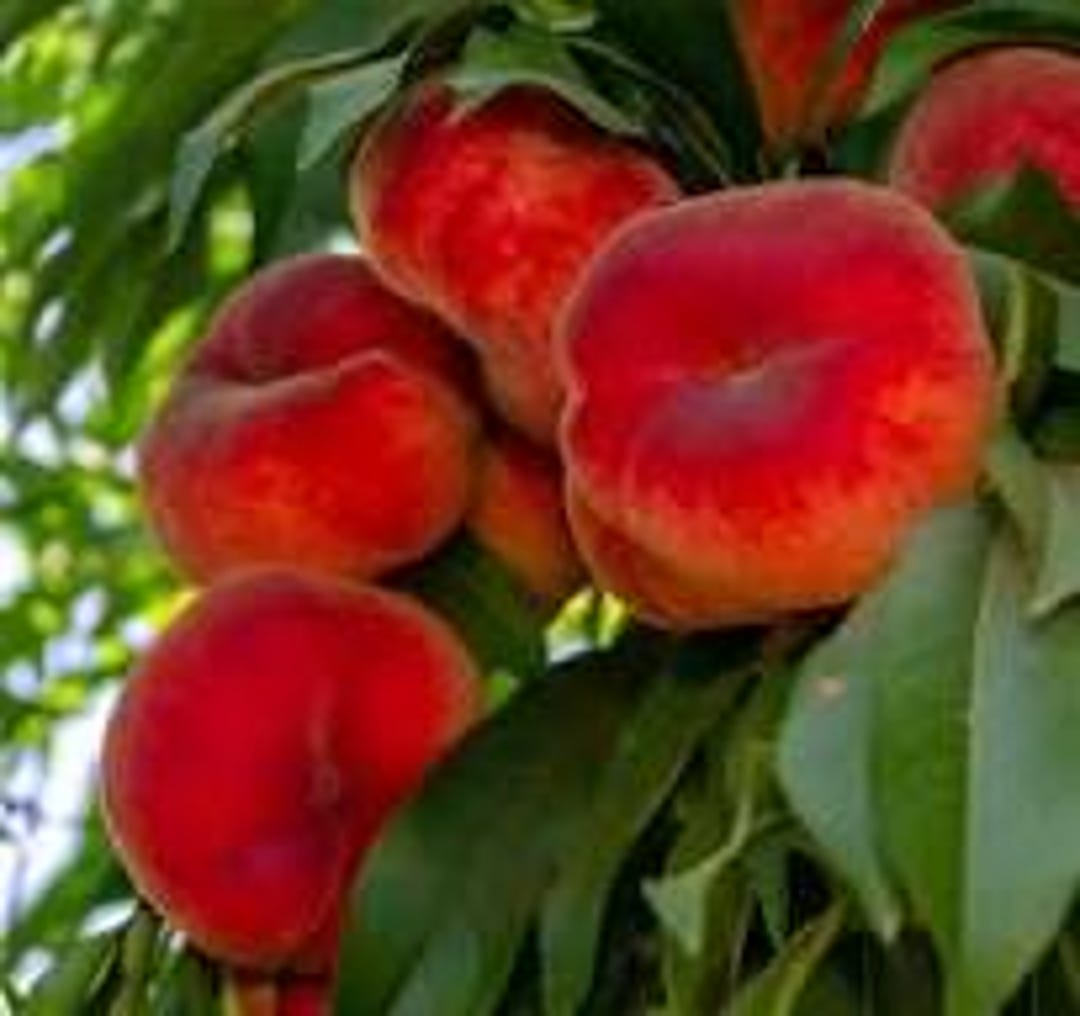 Peach Galaxy - 2 to 3 Feet Tall - Ship in 3gal Pot - Etsy