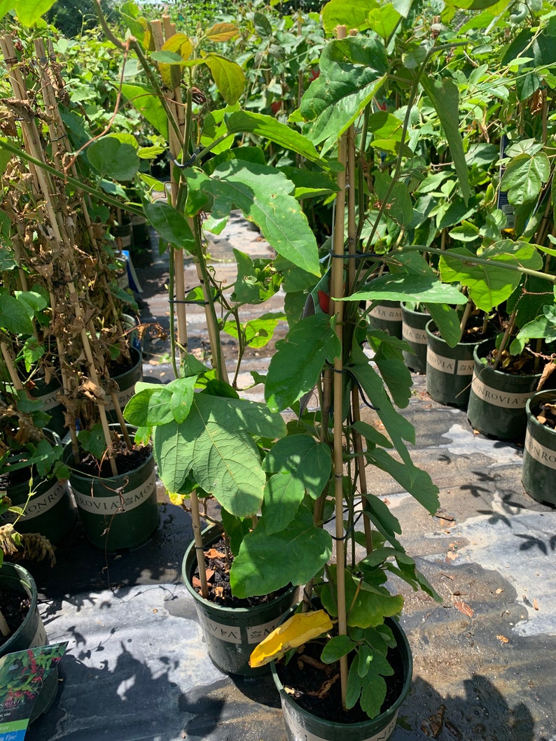 Passion Flower Crimson Vine 1 Live Plant 6” Pot - Etsy