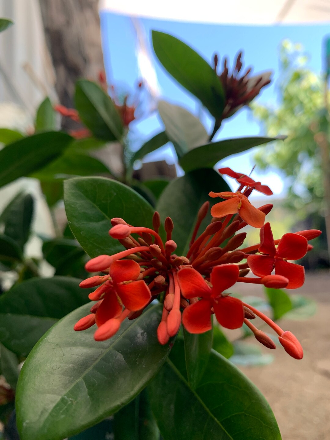 Maui Red Ixora- Live Plant 1ft Tall in 6” Pot - Etsy