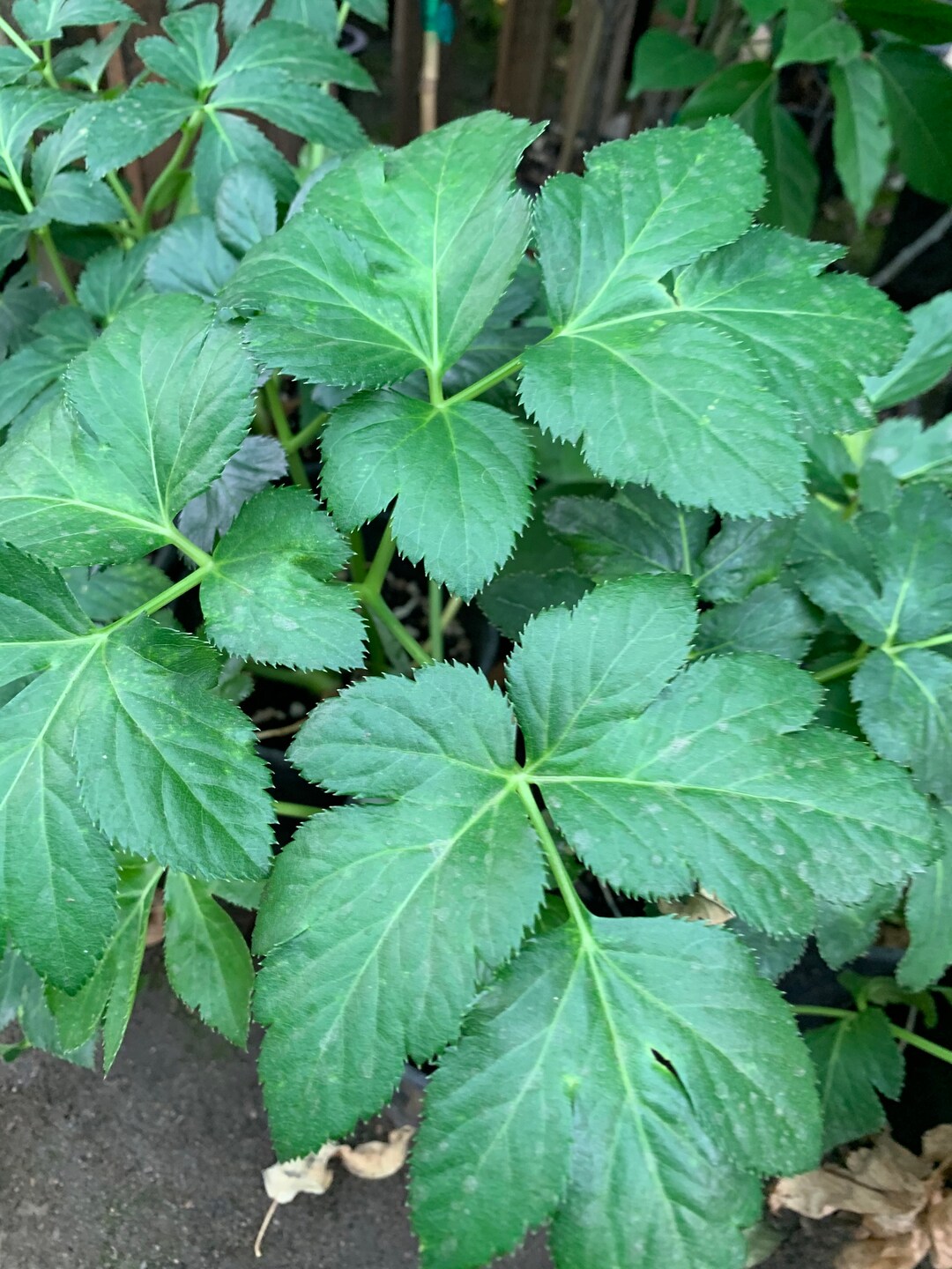 Ashitaba (angelica Keiskei) 1 Live Plant Ship in 6" Pot - Etsy