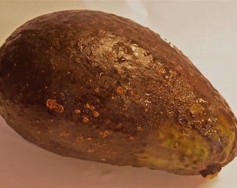 Hardee Avocado Tree- 2 to 3 Feet Tall - Grafted Tree - Ship in 3gal Pot ...