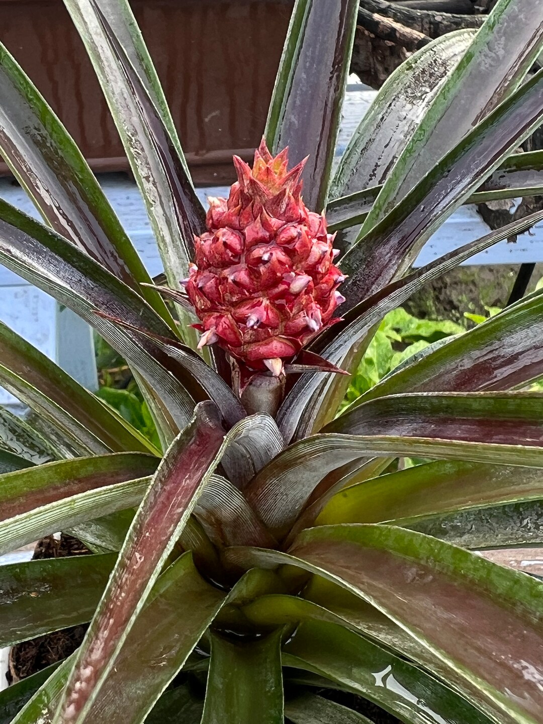 Red Pineapple Plant- Ananas Comosus- Live Plant Ship in 1gal Pot - Etsy