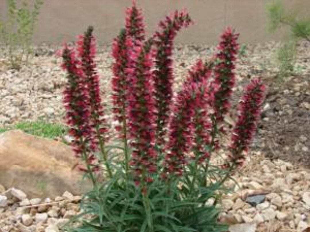 Echium Red Feather- 1 Starter- 4" to 6" Tall - Ship in 6" Pot - Etsy