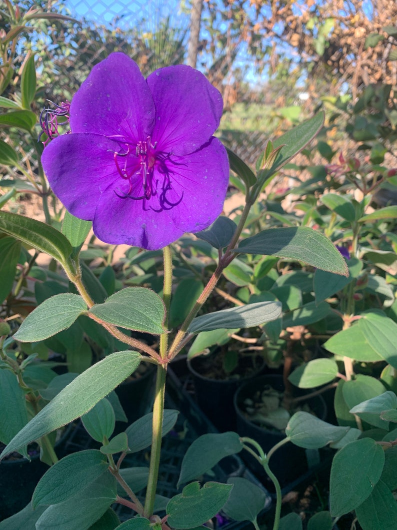 Princess Flower-tibouchina Urvilleana 1 Feet Tall Ship in Ship in 6 ...