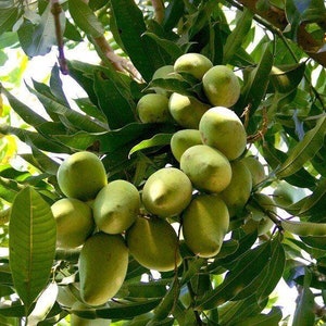 Manila Mango Tree - 2 to 3 Feet Tall - Ship in 3 Gal Pot - Etsy