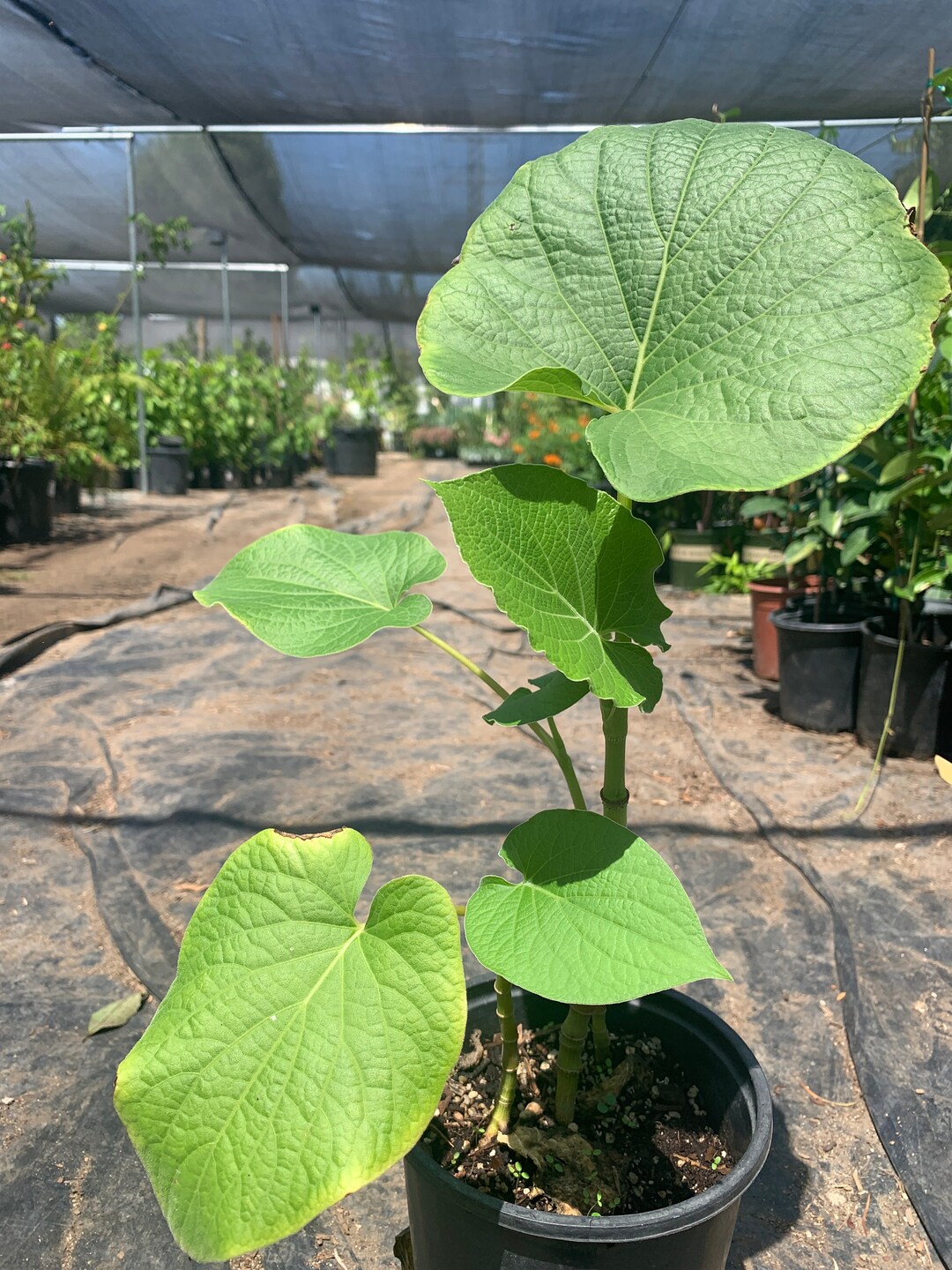 Rootbeer Yerba Santa- Live Plant 1ft Tall in 6” Pot - Etsy