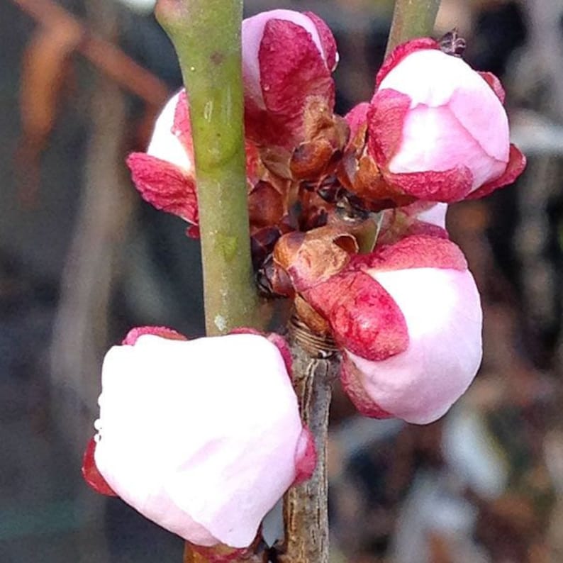 Prunus Mume ‘bongo’ APRICOT - 3 to 4 Feet Tall - Ship in 3gal Pot - Etsy