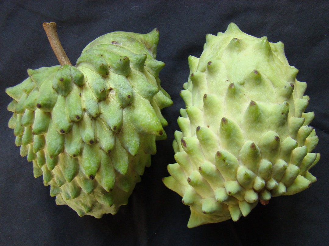 Geffner Atemoya 1 Plant - 2 to 3 Feet Tall - Ship in 3gal Pot - Etsy