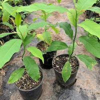 Yellow Flower, Magnolia Champaca, Michelia Champaca in 6" or 4" Pot ...